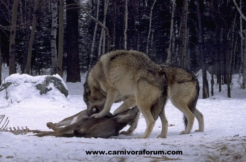 Gray Wolf And Cougar Size Comparison - Icerem